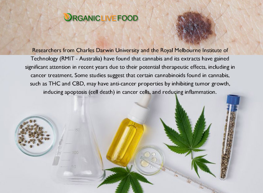 PHEC-66 Cannabis Extract fights malignant melanoma skin cancer